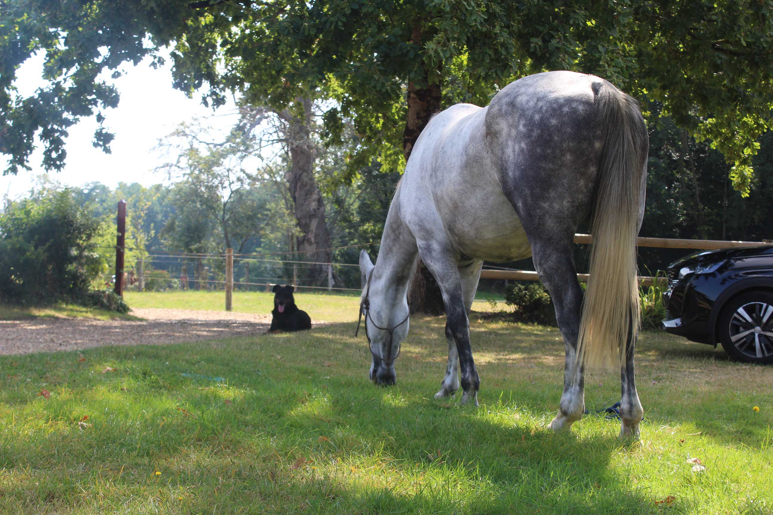 Elevage/Ecurie des Rosiers – Pour une meilleure communication avec le ...